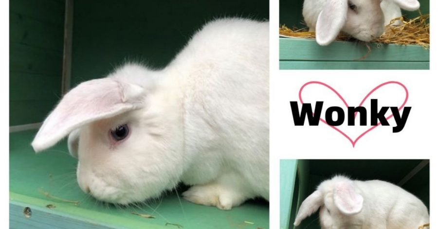 37 Unicorn Facts to Astonish You - Magical Unicorn Life