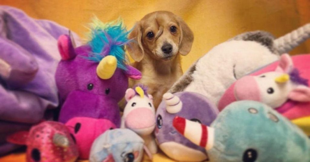 What Do Unicorns Eat? - The Insider Guide to Unicorns' Diet