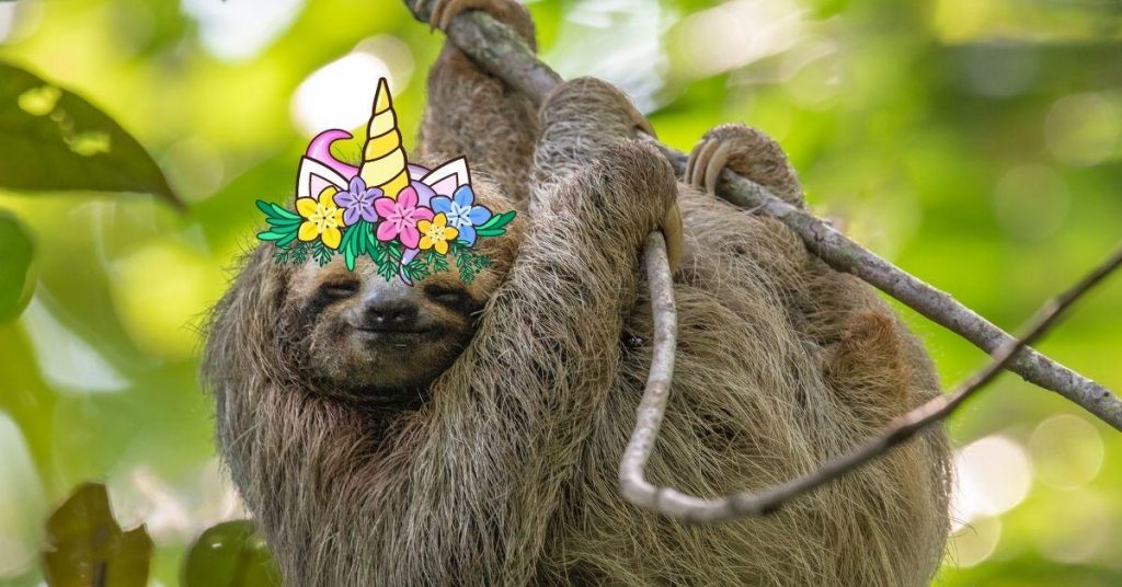 What Is a Slothicorn? - Magical Unicorn Life