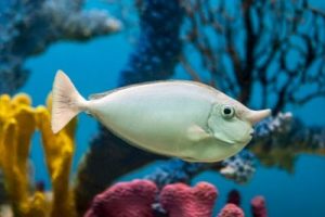 What Is a Unicorn Fish? - Magical Unicorn Life