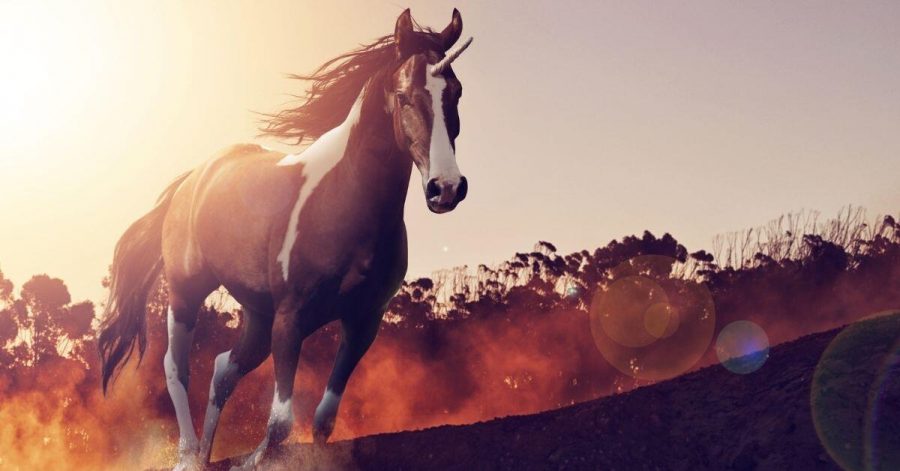 37 Unicorn Facts to Astonish You - Magical Unicorn Life